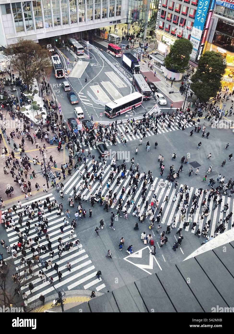 Shibuya Scramble, pedestrian crossing in Shibuya, Tokyo, Japan Stock Photo - Alamy