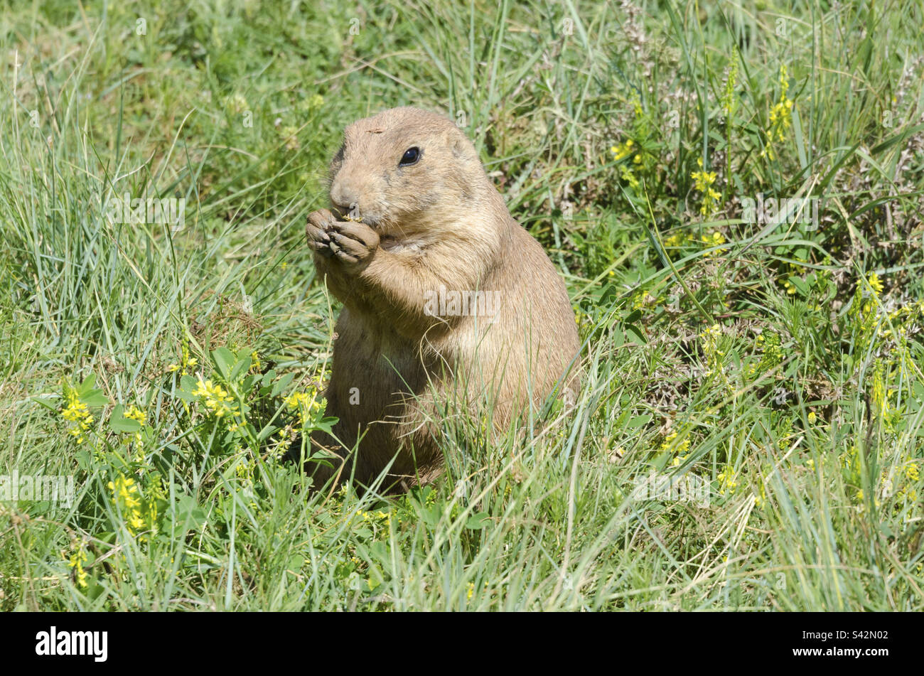 Groundhog eating a blade of grass in devils Tower, national Monument ...