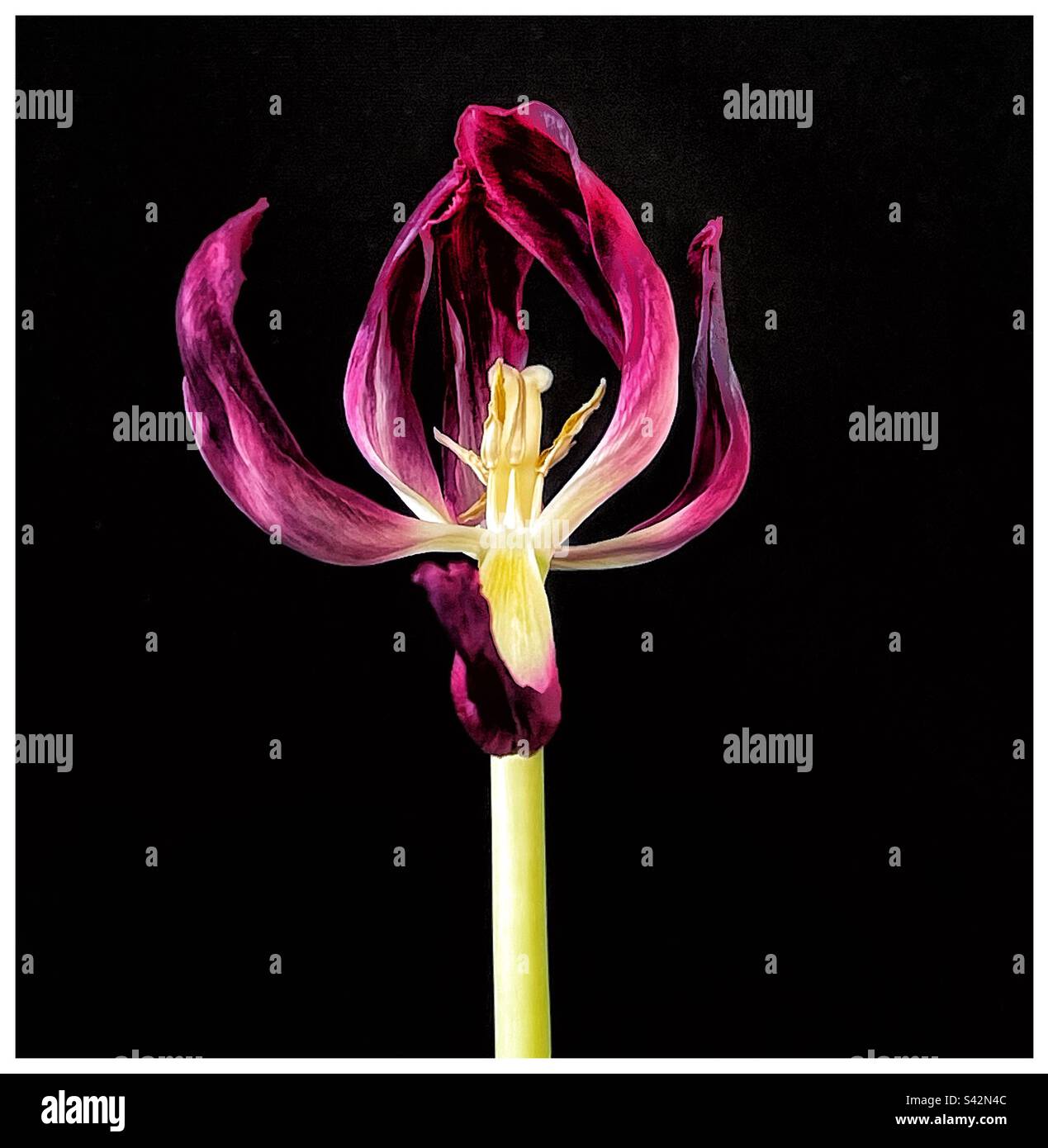Tulip art still life hi-res stock photography and images - Alamy