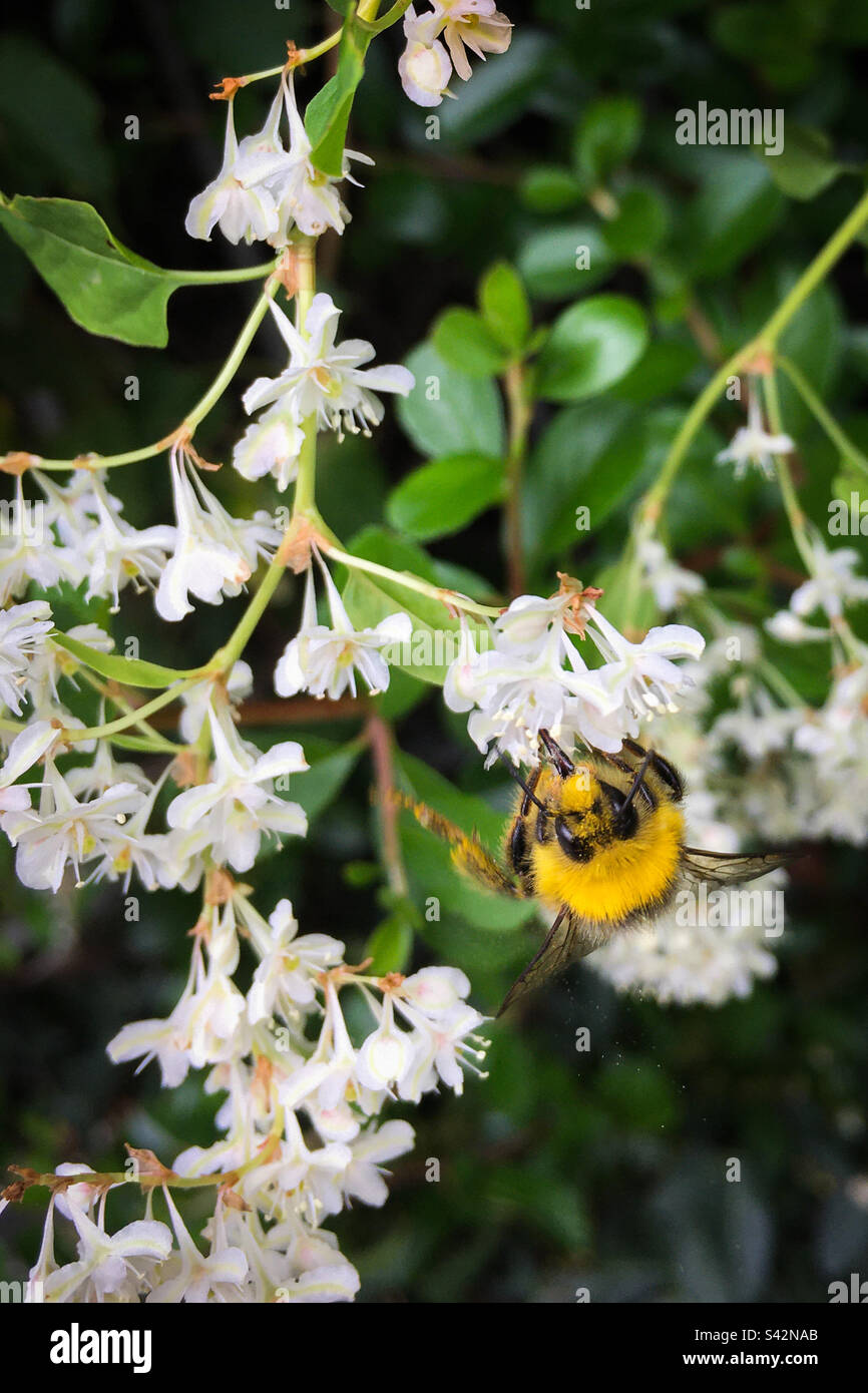 Chinese bumblebee hi-res stock photography and images - Alamy