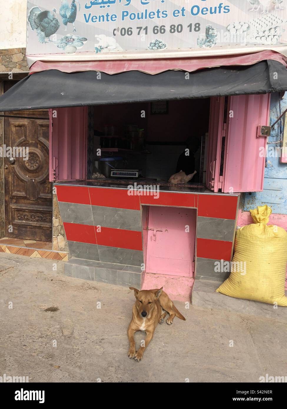 Dog and shop hi-res stock photography and images - Alamy