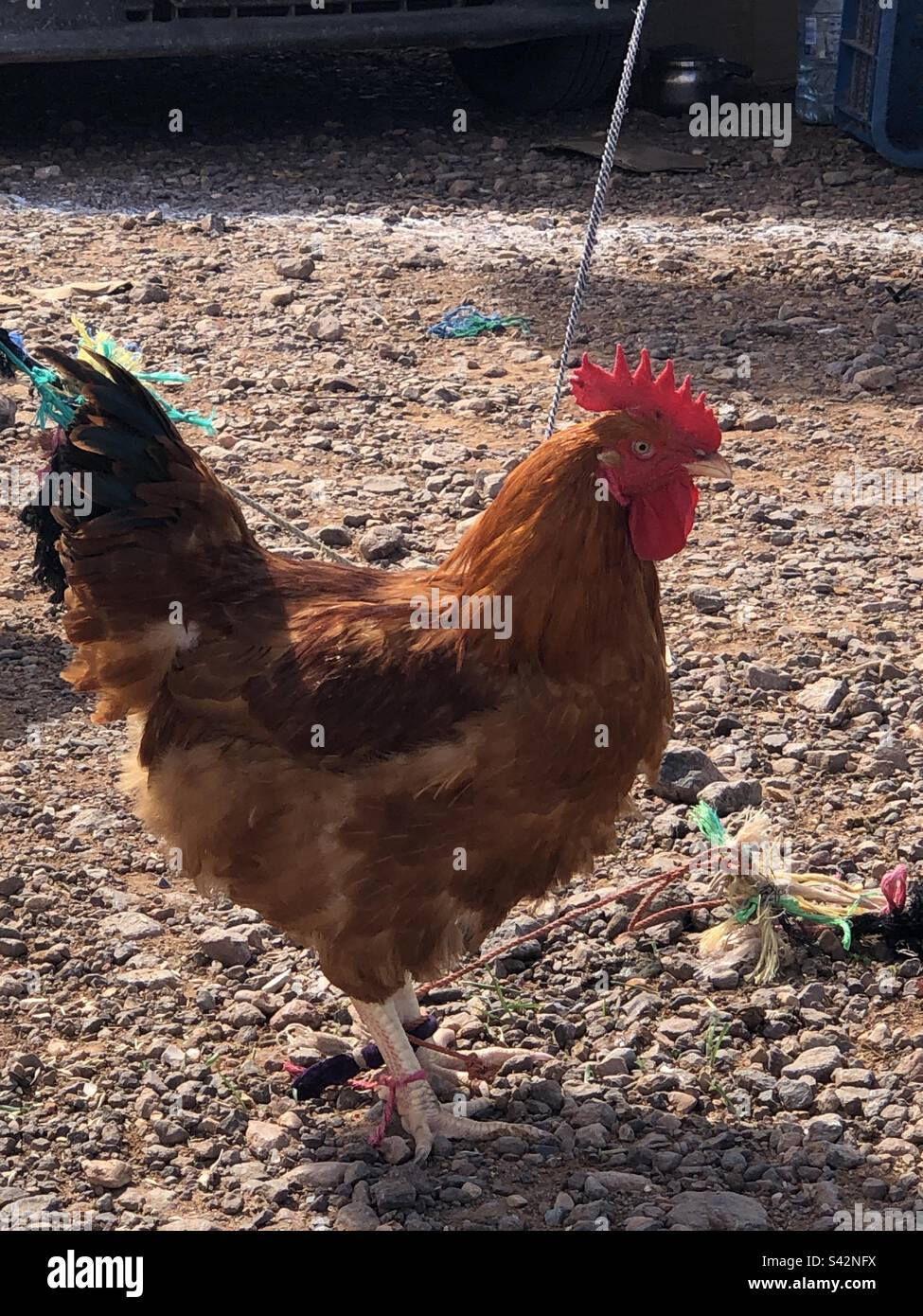 Brown chicken rooster hi-res stock photography and images - Alamy