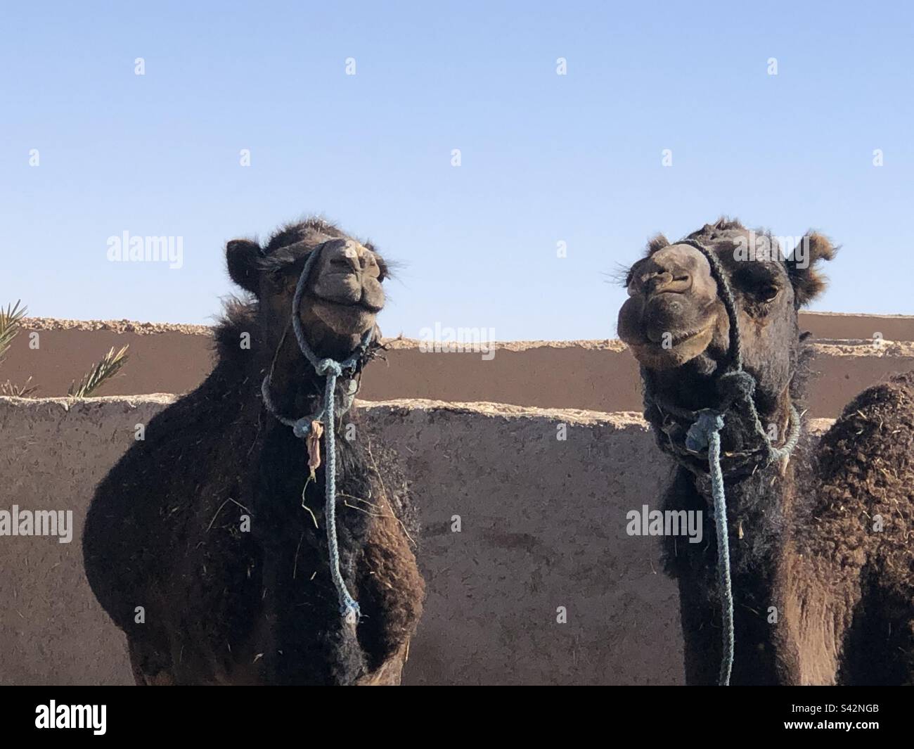 Two camels starring Stock Photo - Alamy