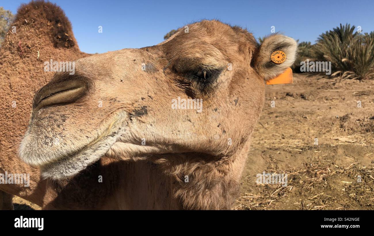 Camel eye hi-res stock photography and images - Alamy