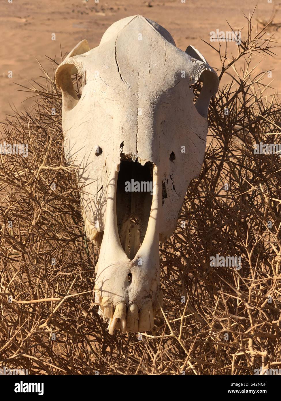Skull camel hi-res stock photography and images - Alamy