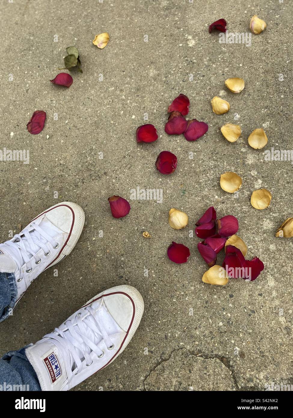 Dead petals hi-res stock photography and images - Alamy