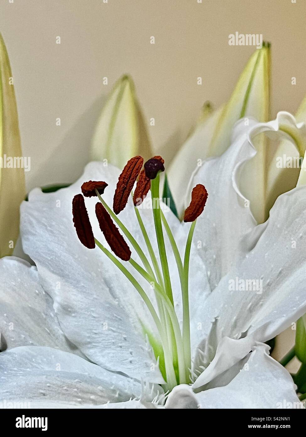 Anther pollen hi-res stock photography and images - Alamy