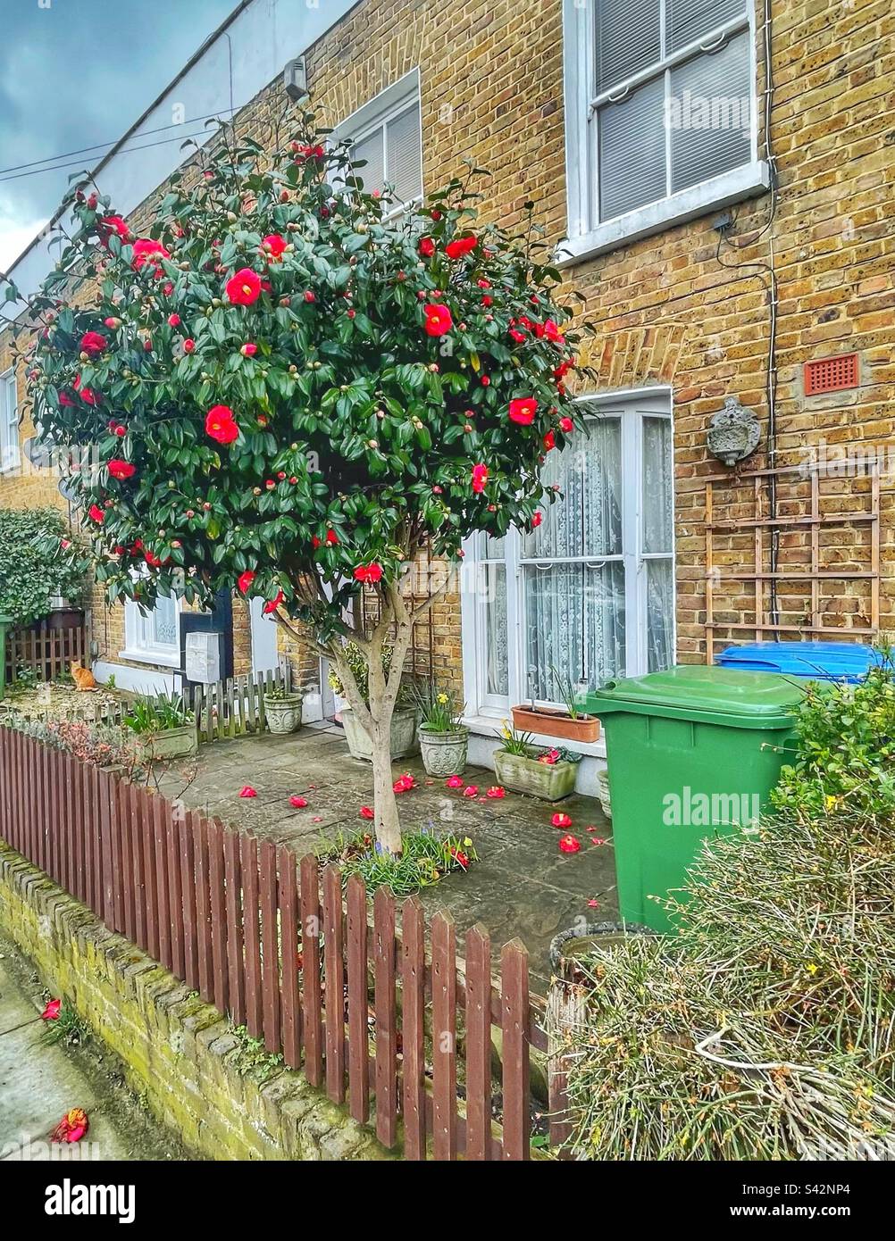 Camellia tree in a London front garden Stock Photo - Alamy