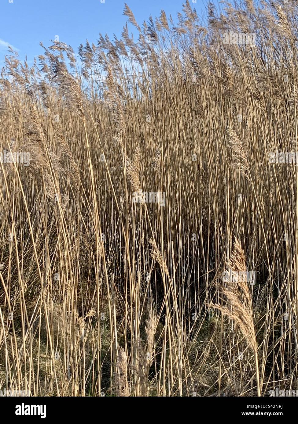 Yellow grasses hi-res stock photography and images - Alamy