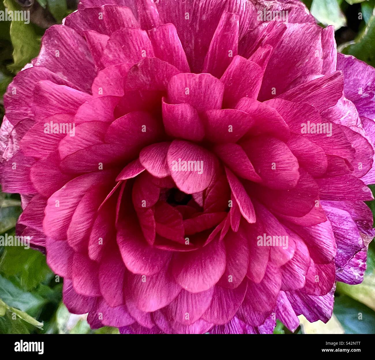 Pink layers hi-res stock photography and images - Alamy
