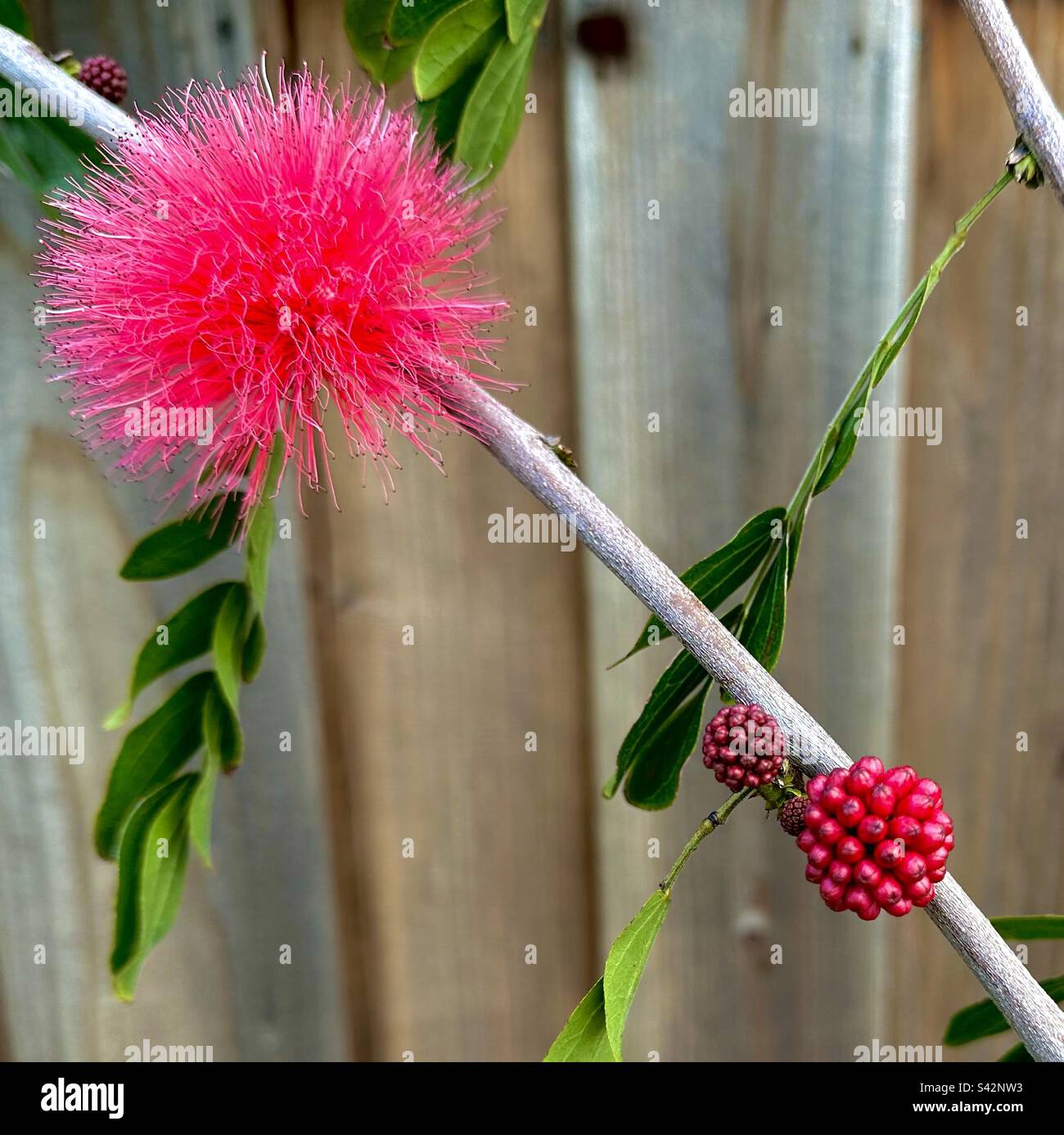 Calliandra haematocephela has red powder puff flowers that resemble ...