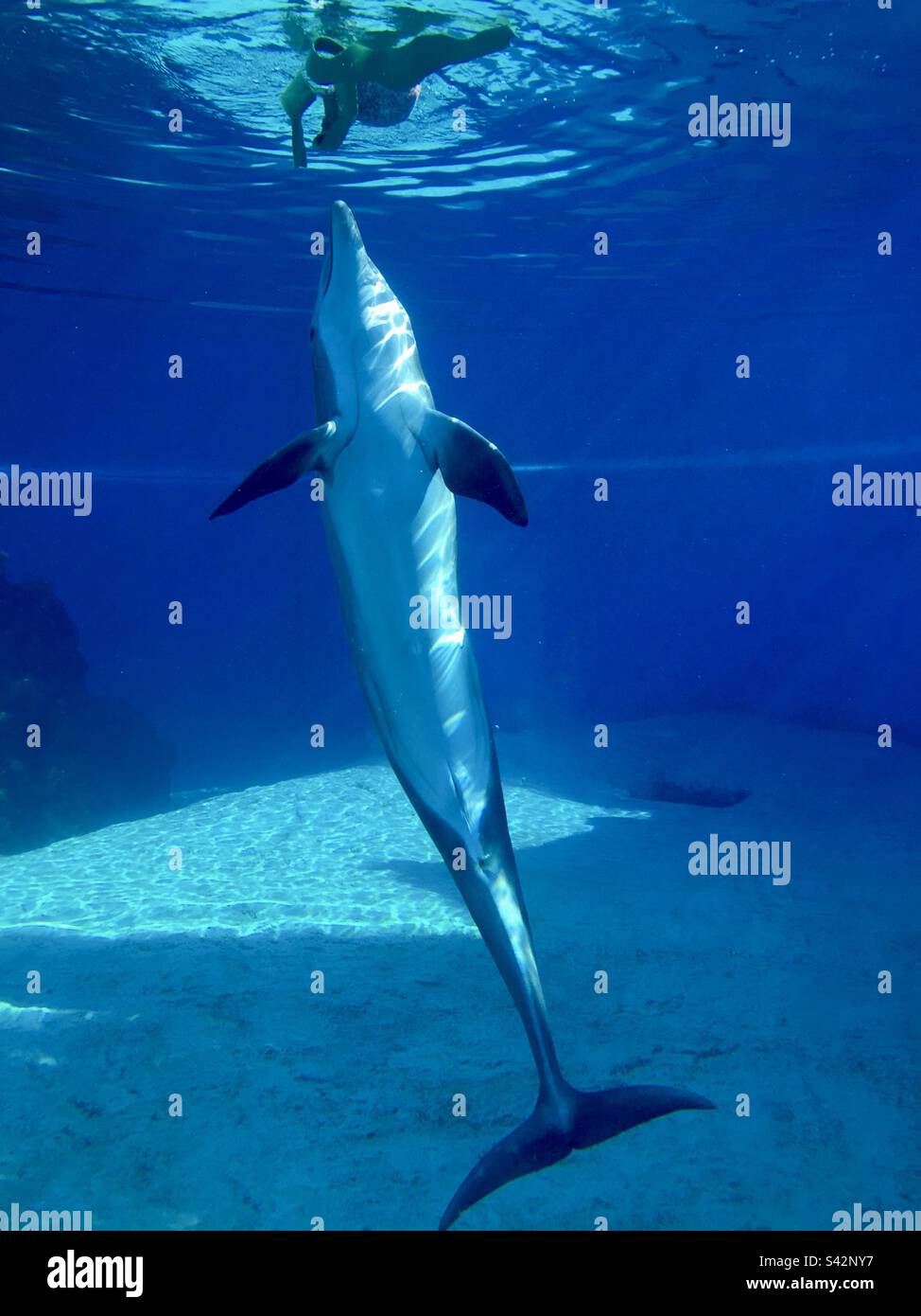 Diver with dolphin hi-res stock photography and images - Alamy