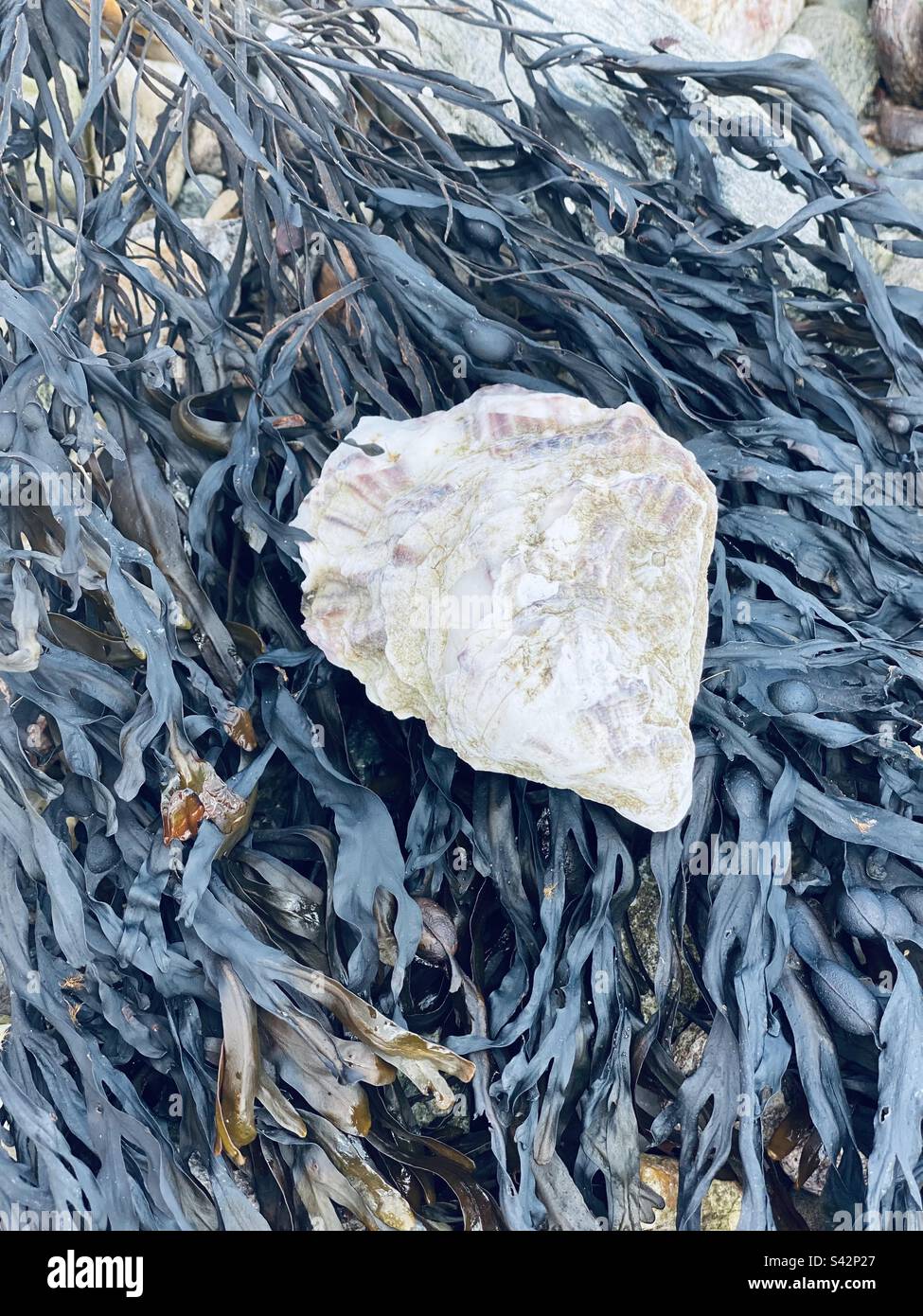 Black seaweed hi-res stock photography and images - Alamy