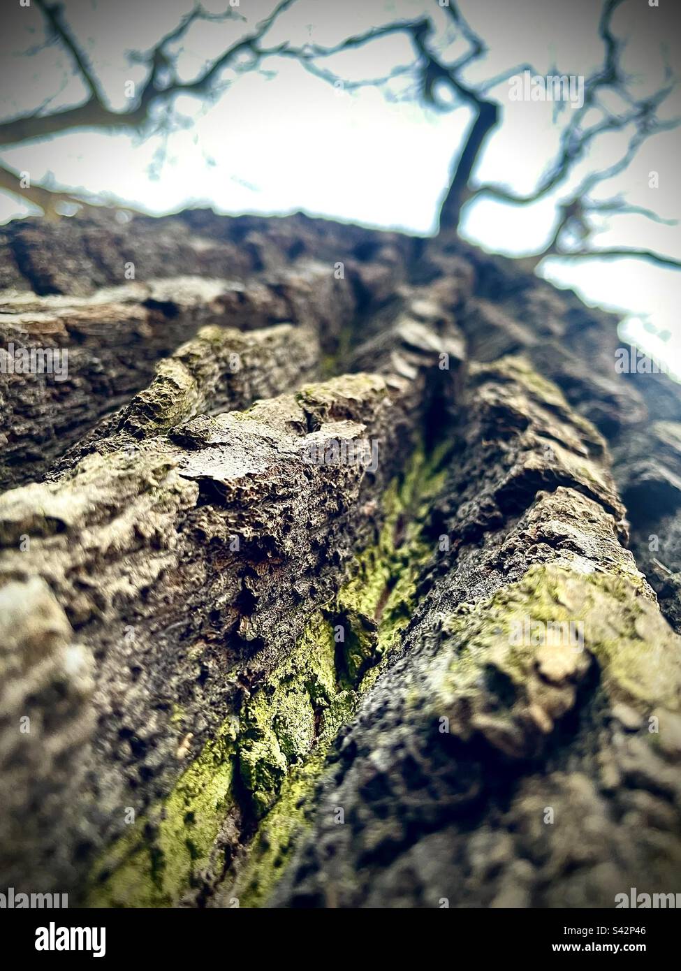 Wald baum hi-res stock photography and images - Alamy