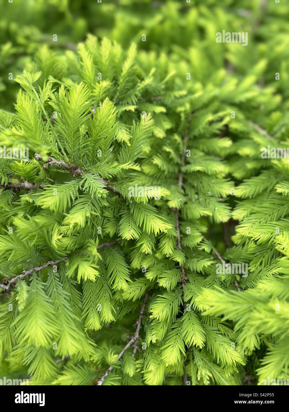 Cypress Tree Leaves