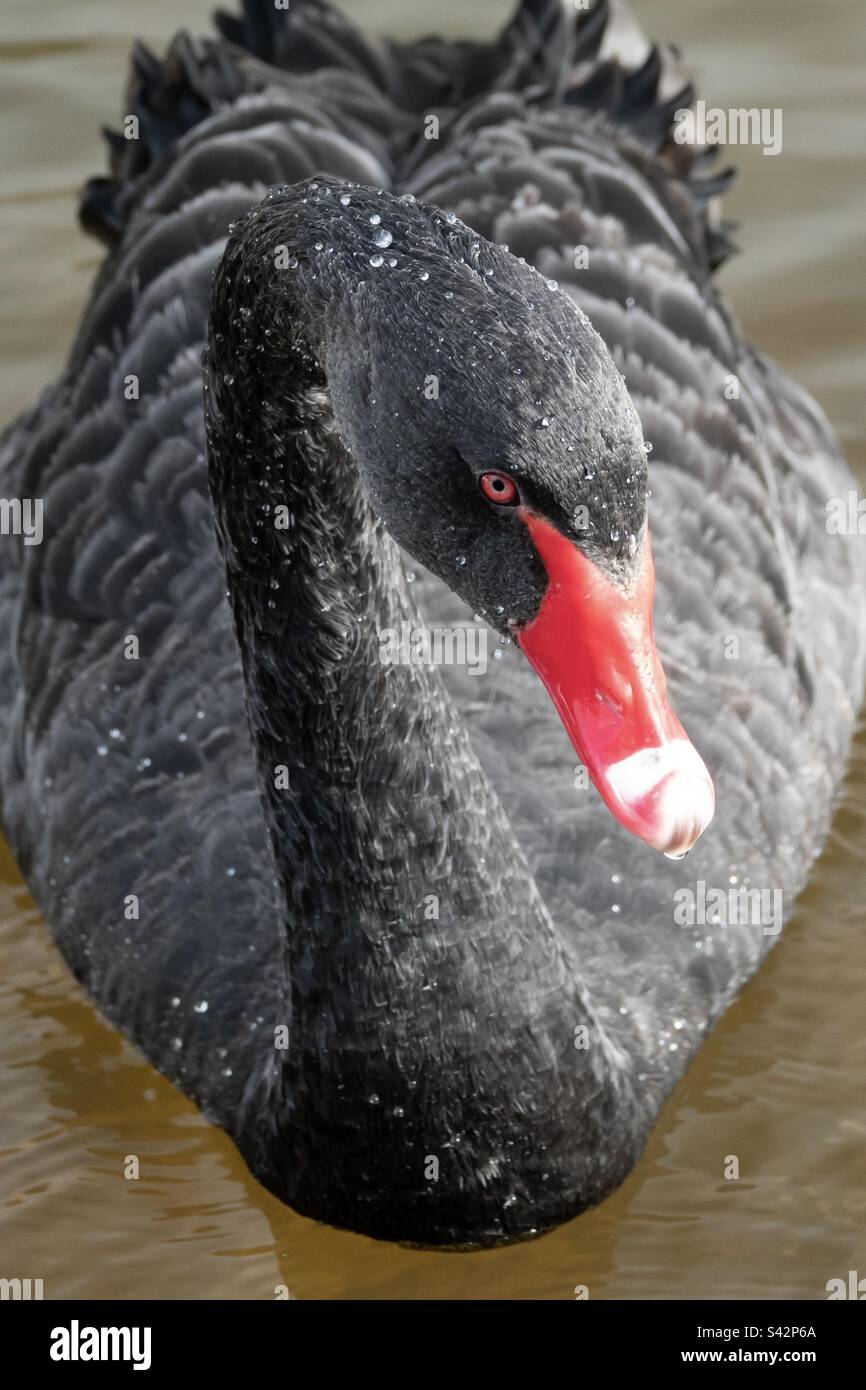 Rare black swan hi-res stock photography and images - Alamy