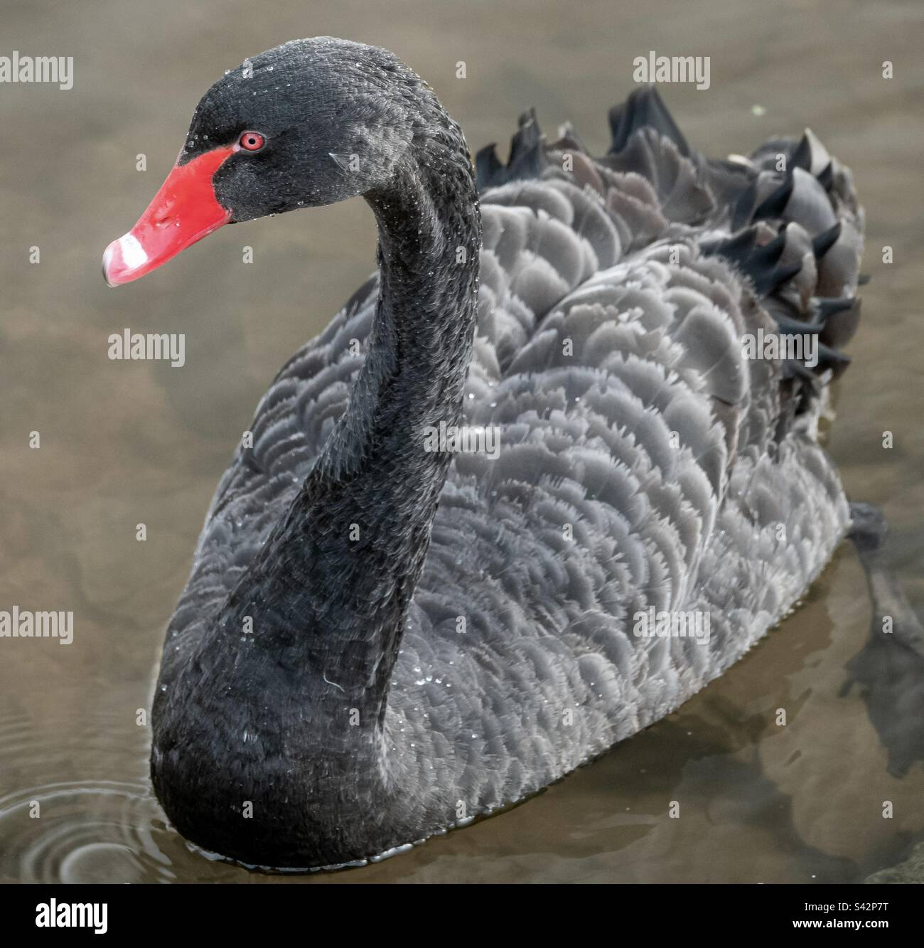 Rare black swan hi-res stock photography and images - Alamy