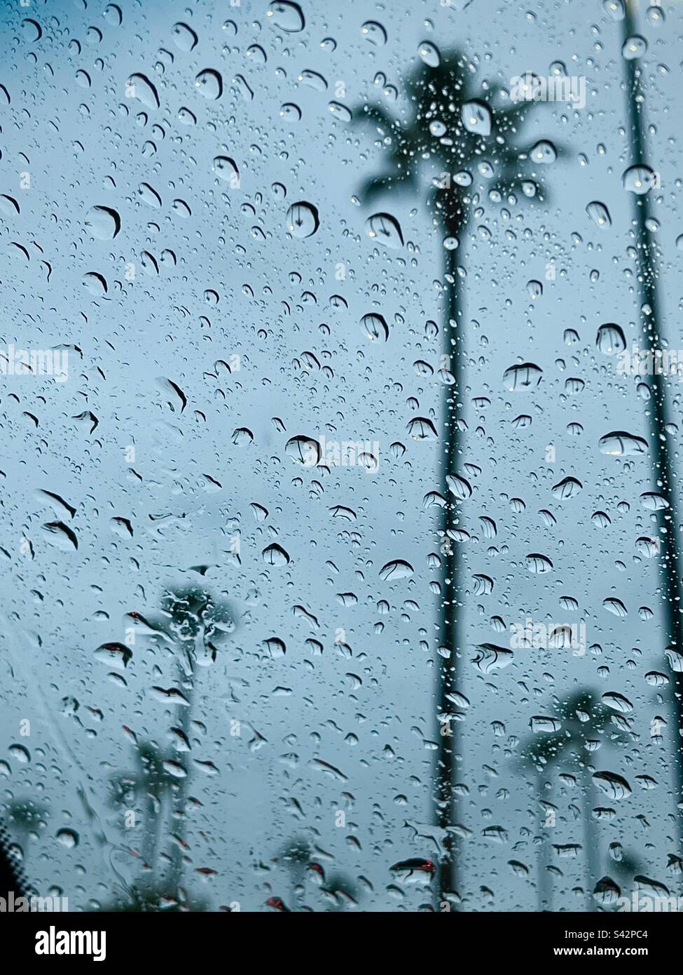Palm trees on a rainy day visible through water drops on a window Stock ...