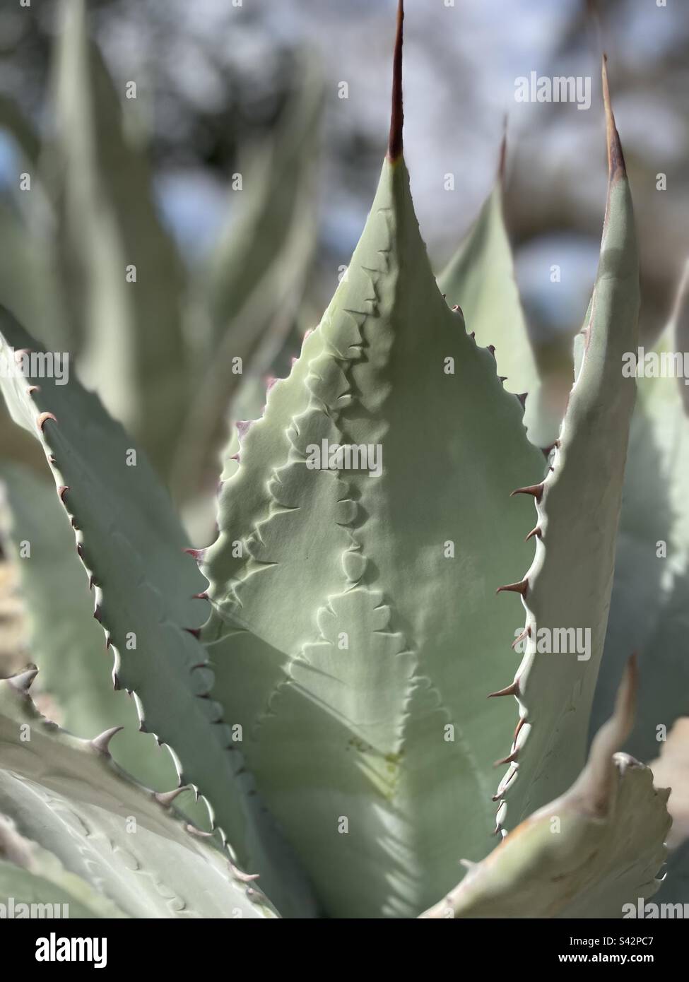 Agave ithsmensis pad with beautiful natural abstract patterns enhanced ...