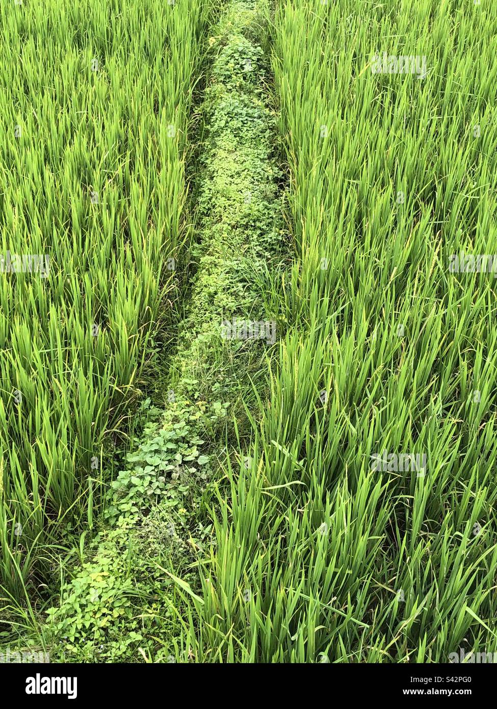 Green plants texture hi-res stock photography and images - Alamy