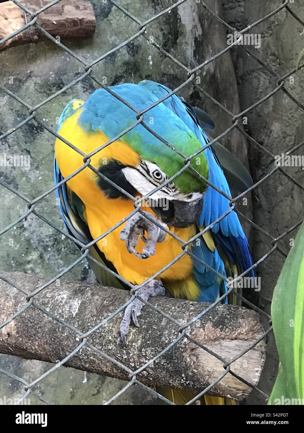 Arara azul hi-res stock photography and images - Alamy