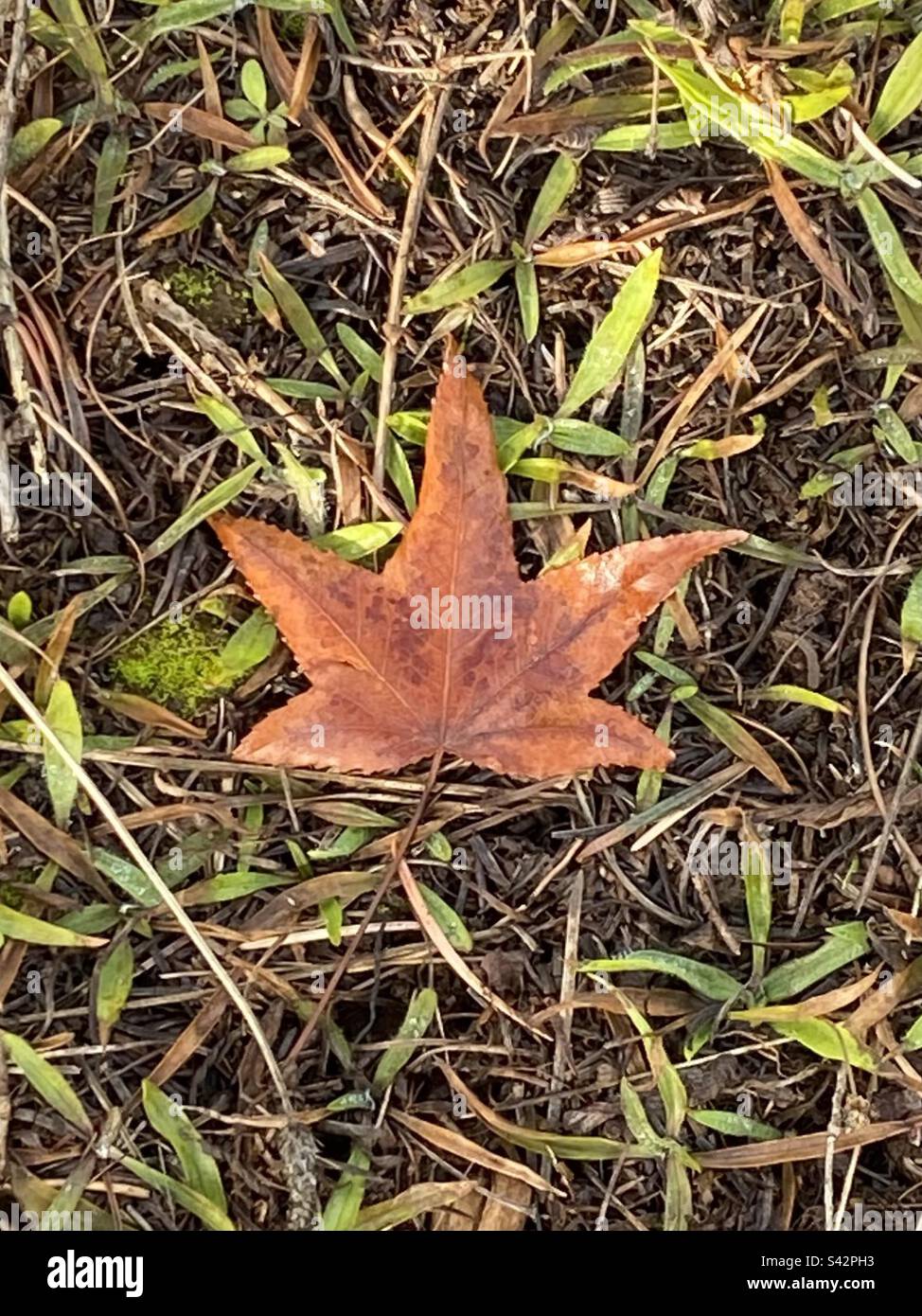 Leaves grounded hi-res stock photography and images - Alamy