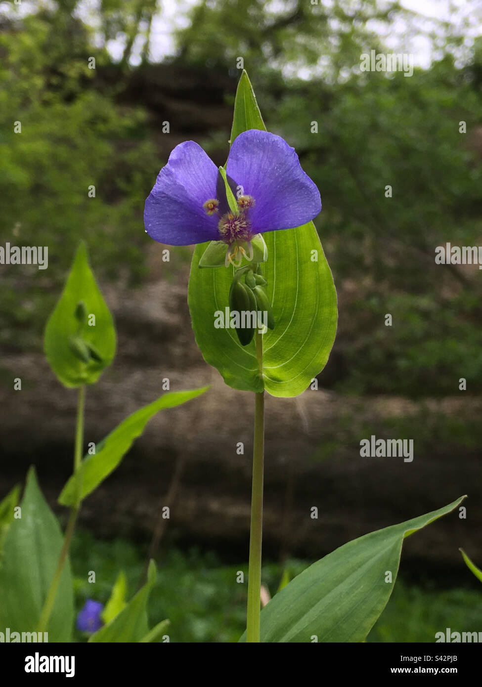 Purple Dayflower wildflower Stock Photo - Alamy