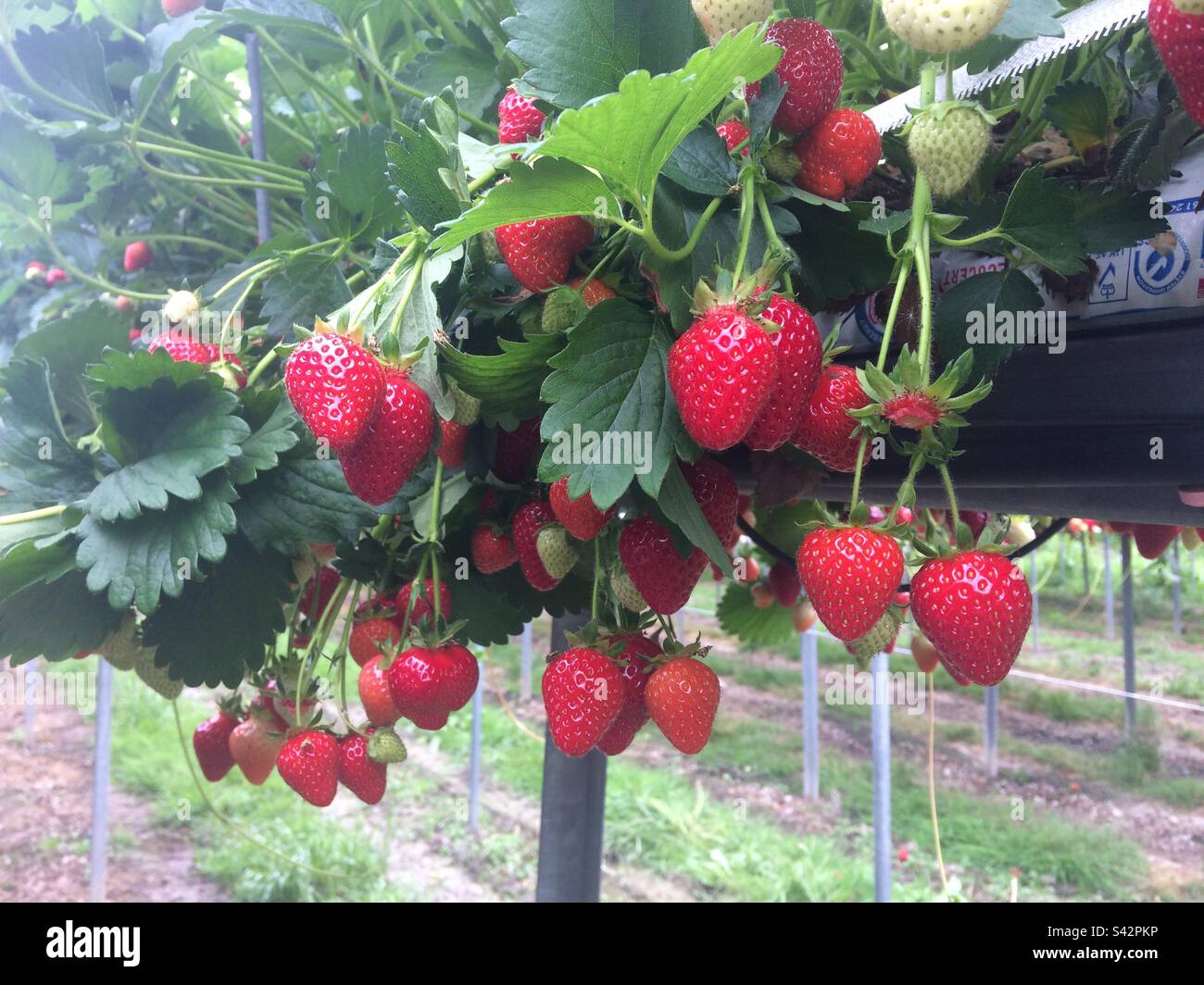 Strawberry ready for picking hi-res stock photography and images - Alamy