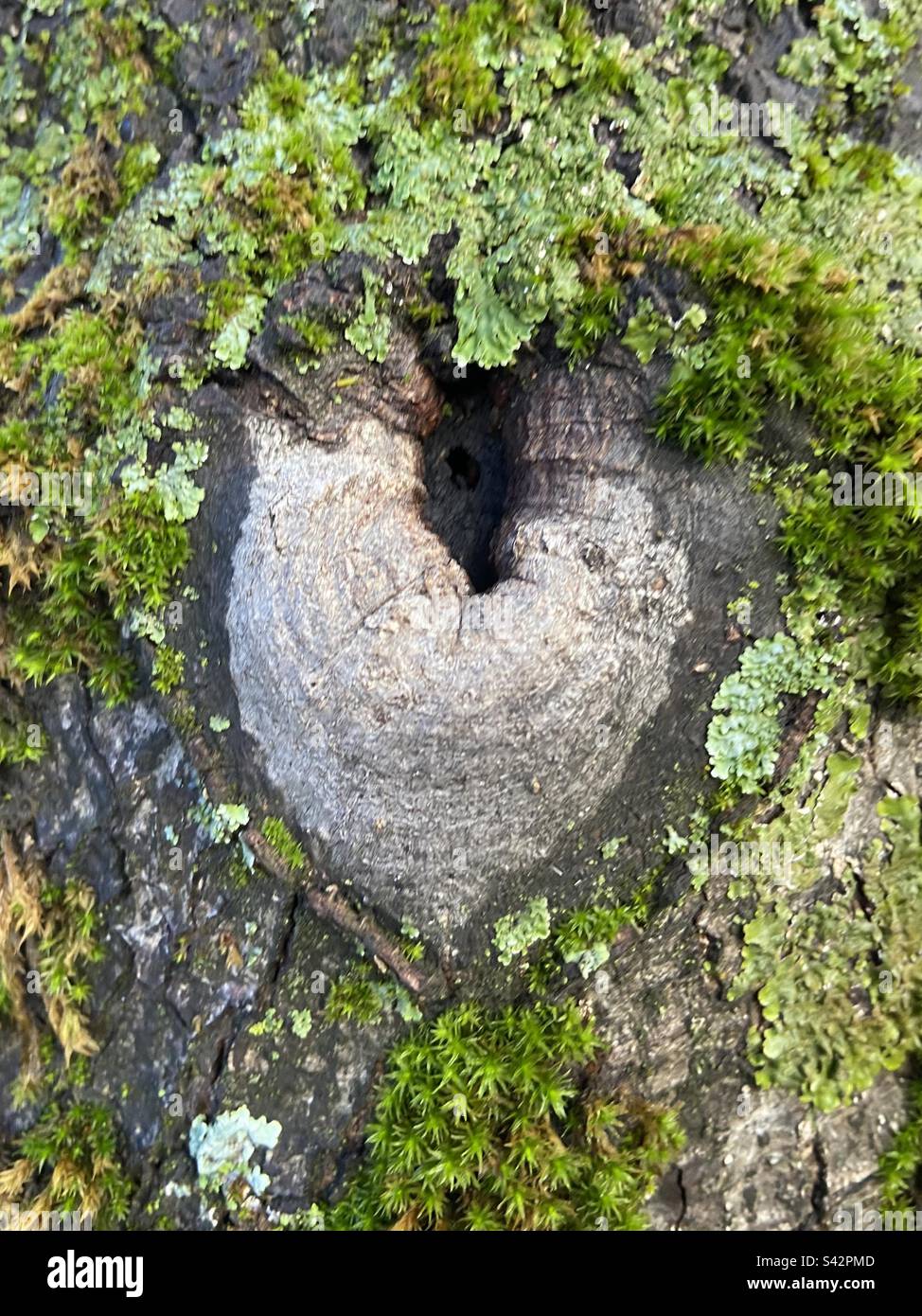 Oak woodland with mosses hi-res stock photography and images - Alamy