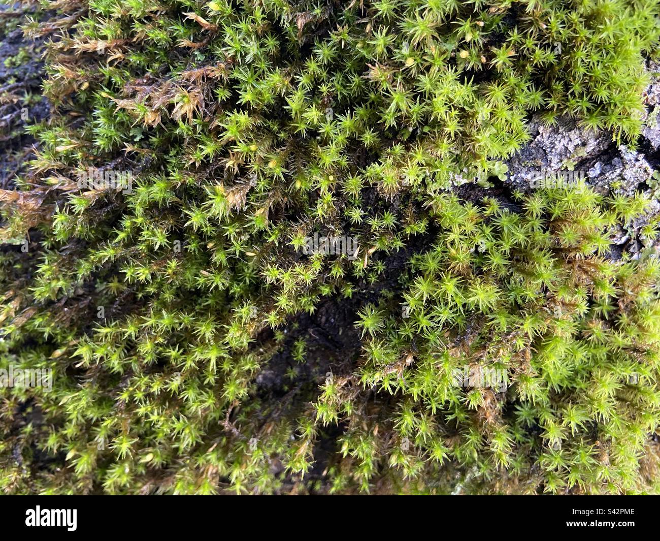 Star moss hi-res stock photography and images - Alamy