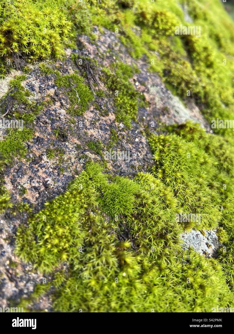 Moss covered granite hi-res stock photography and images - Alamy