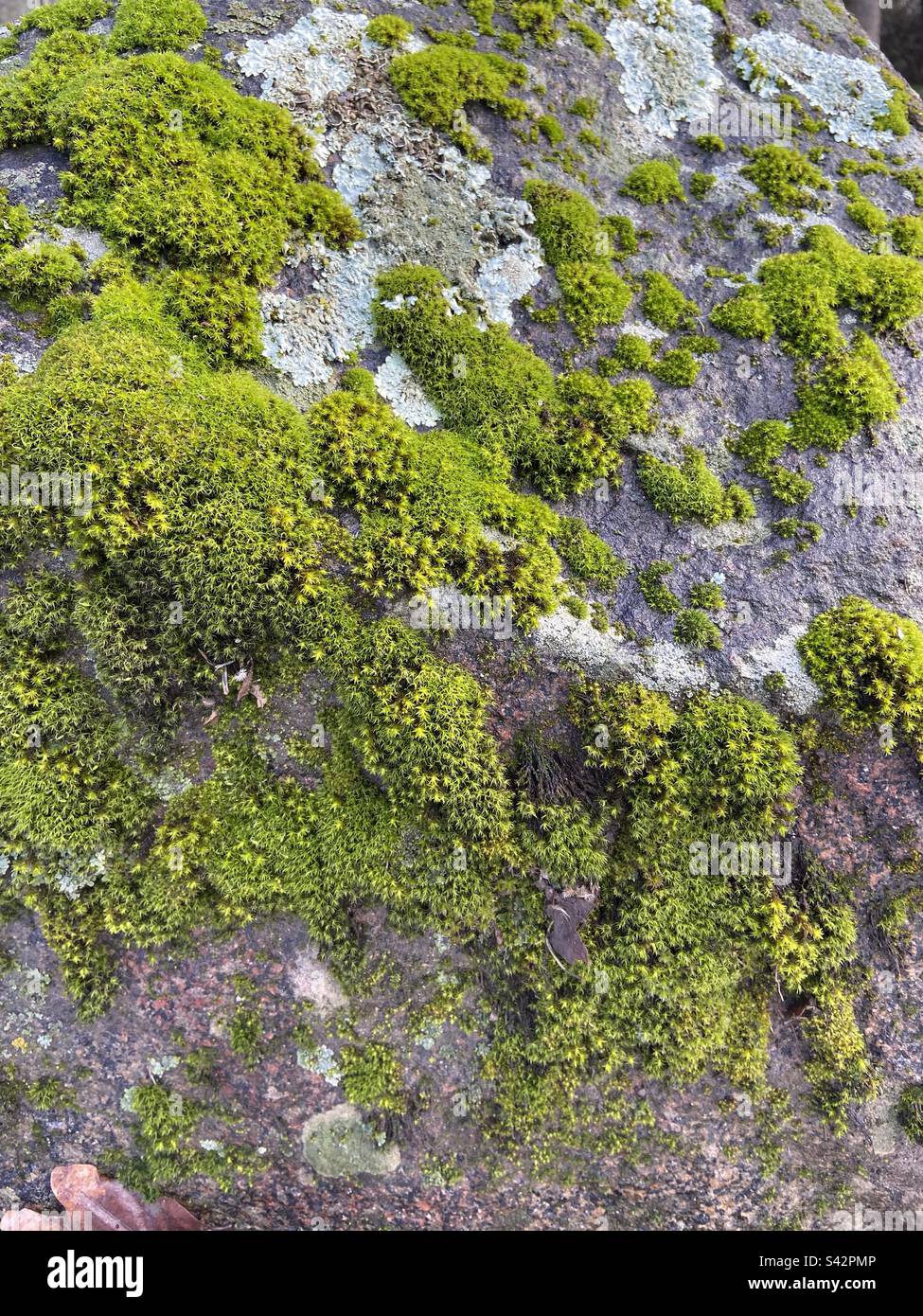 Granite moss hi-res stock photography and images - Alamy