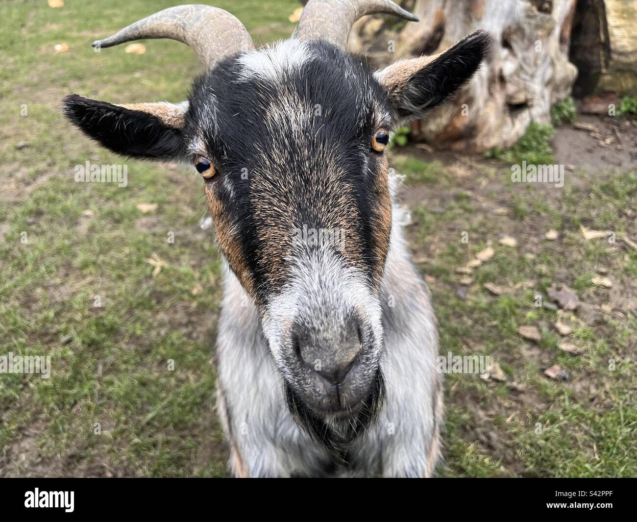 Interested looking goat Stock Photo - Alamy