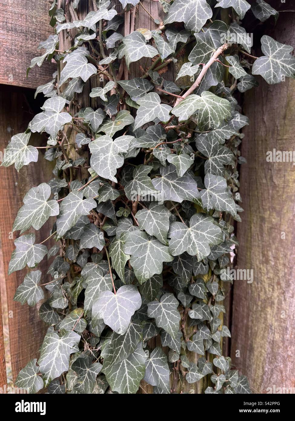 Ivy in the woods hi-res stock photography and images - Alamy