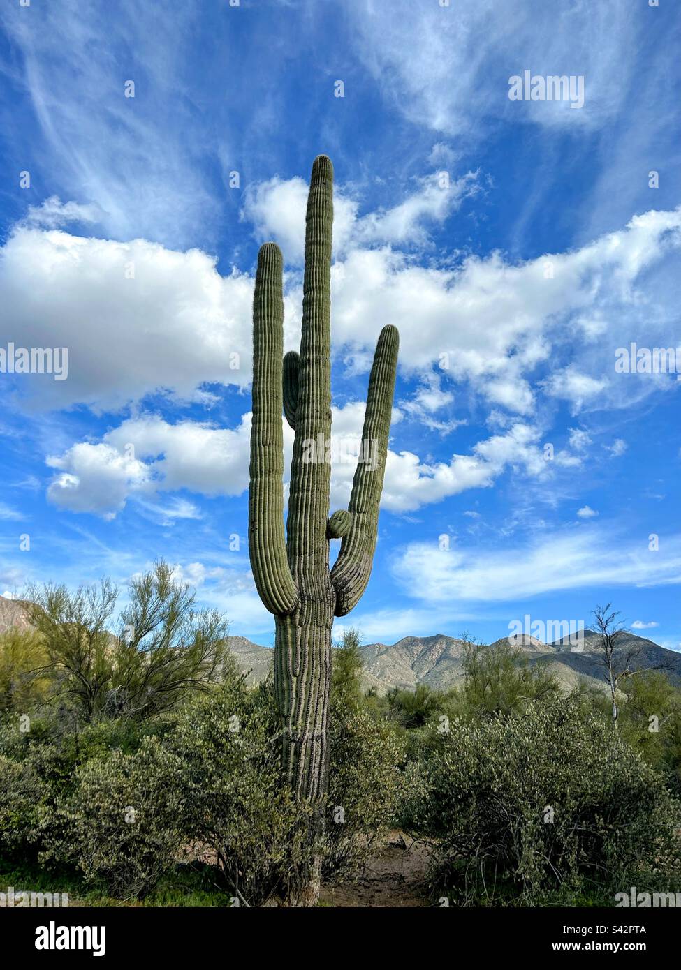 Strong cactus hi-res stock photography and images - Alamy