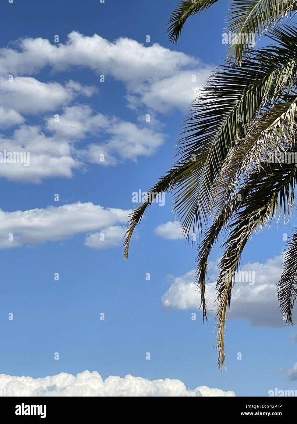 Tropical copy space, bright blue sky, fluffy white clouds, framing palm ...