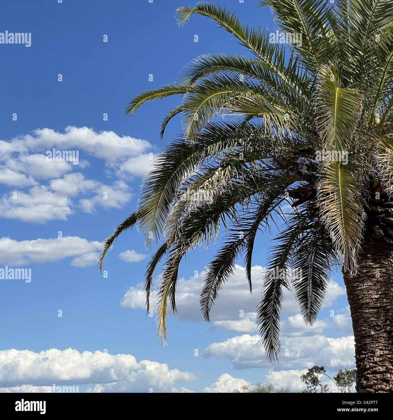 Tropical, copy space, bright blue sky, fluffy white clouds, framing ...