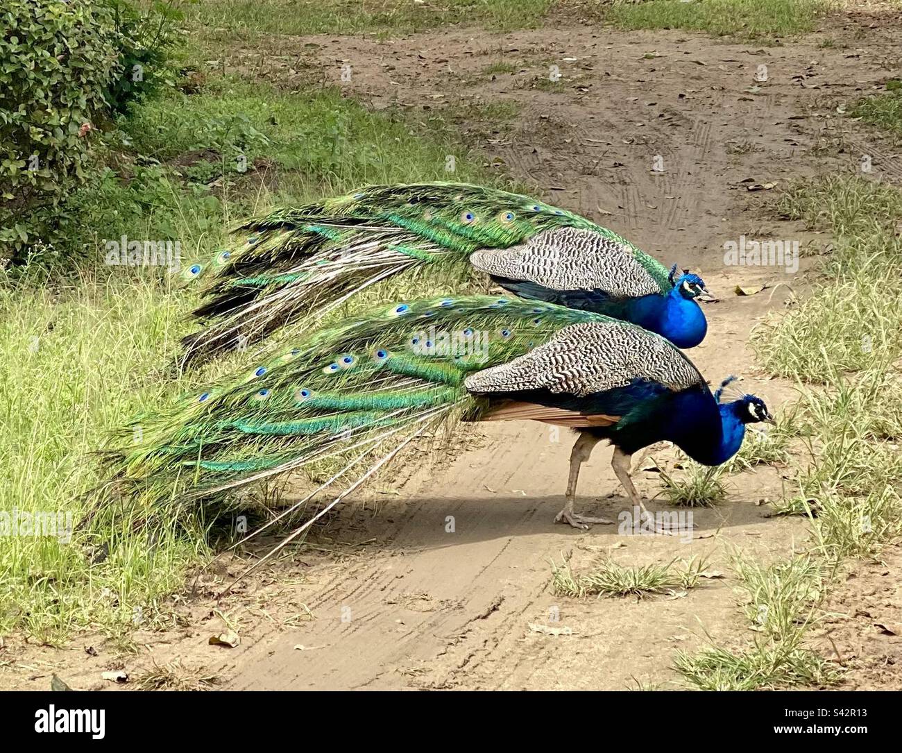 Peacock couple hi-res stock photography and images - Alamy