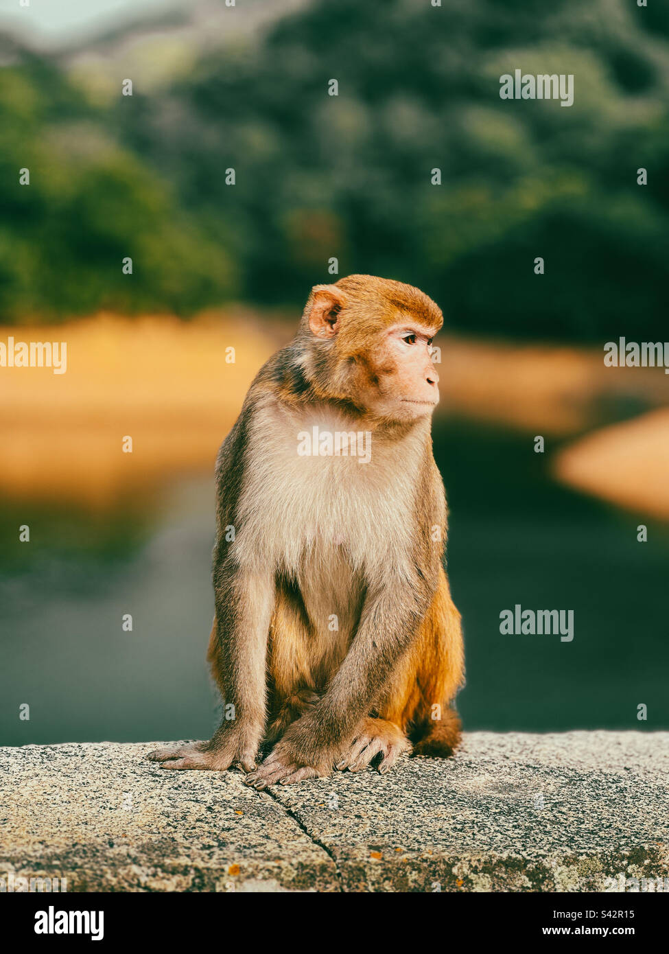 Hong kong monkey hi-res stock photography and images - Alamy