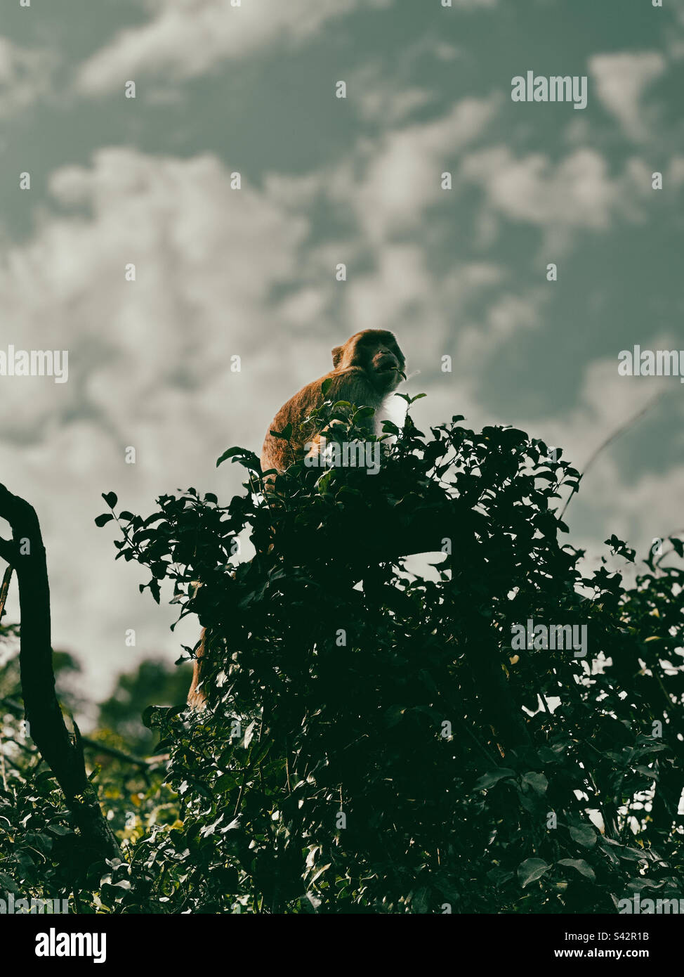 Hong kong monkey hi-res stock photography and images - Alamy