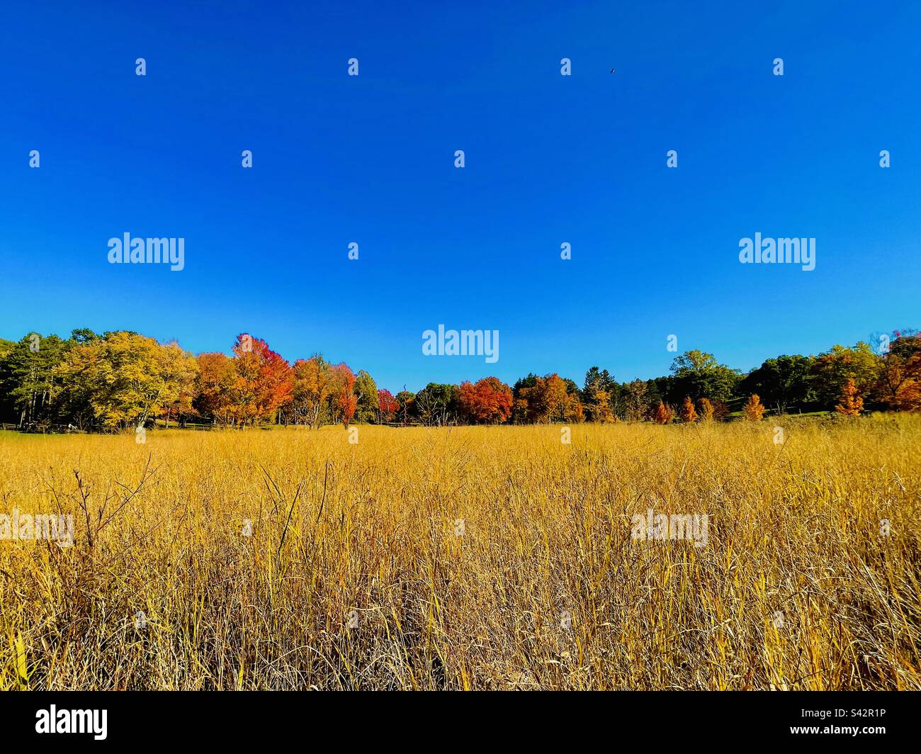 Fall Foliage in Upstate New York on a sunny day Stock Photo - Alamy