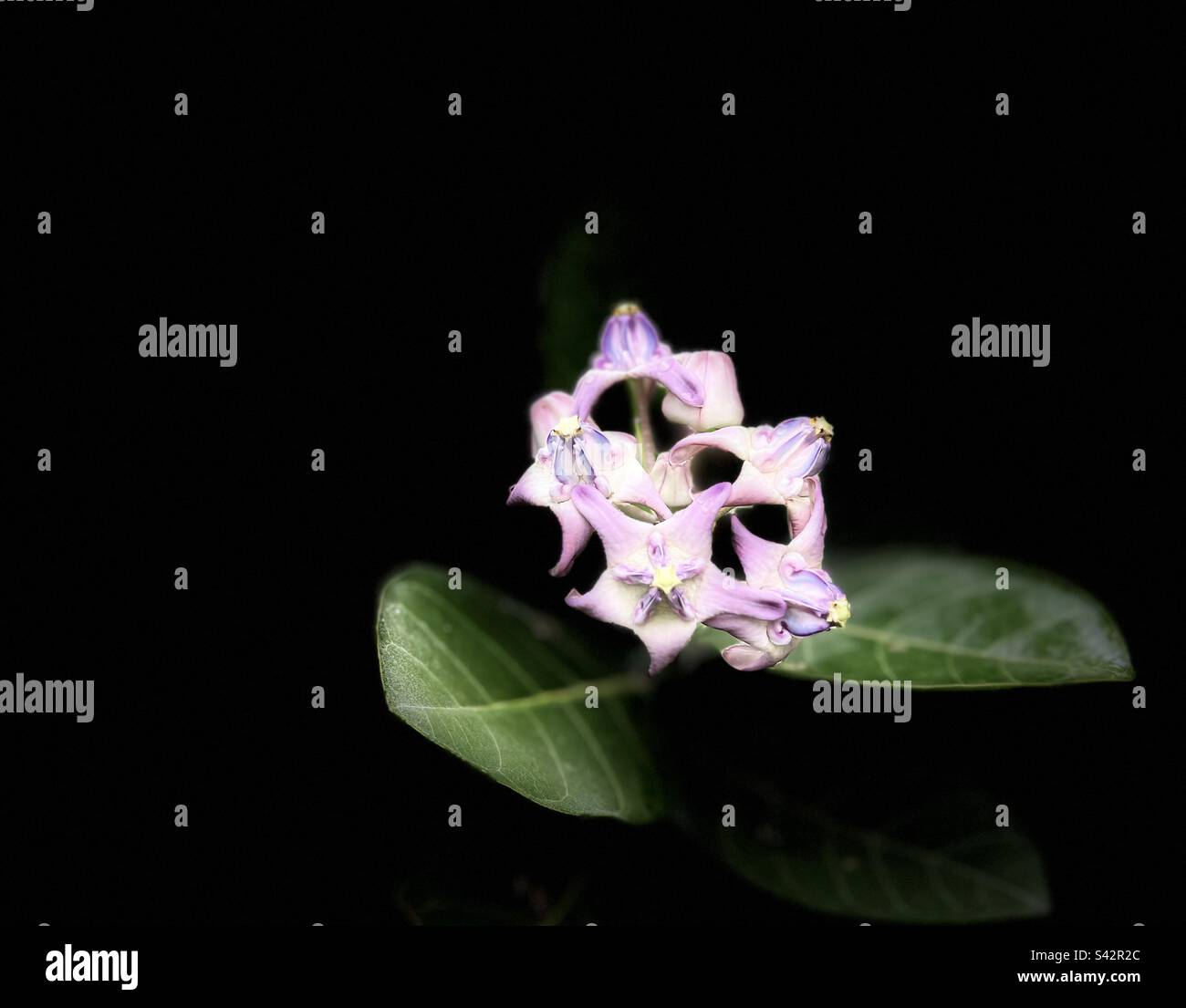 Botanical garden honolulu hi-res stock photography and images - Alamy