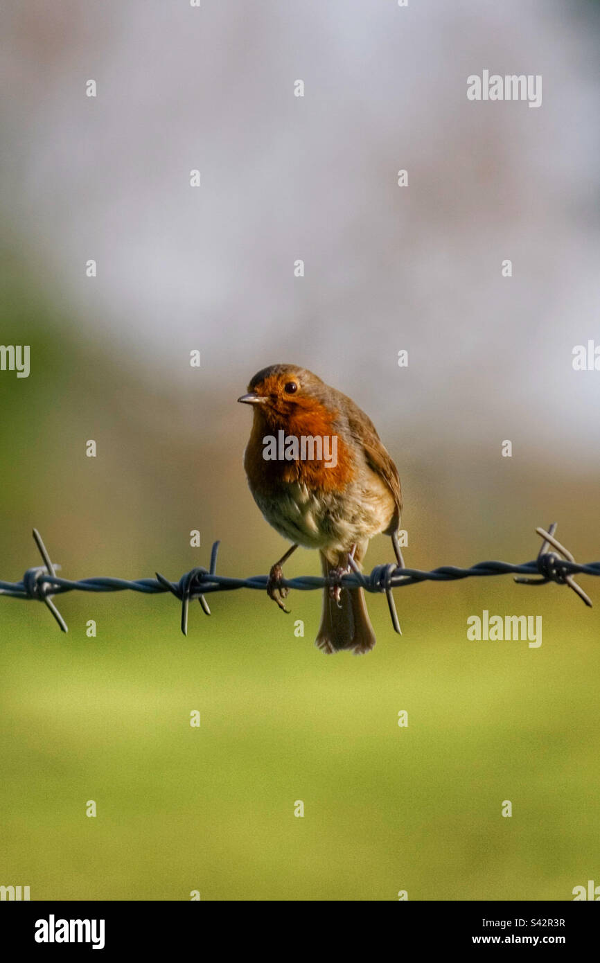 Robin sat on barbed wire fence Stock Photo - Alamy