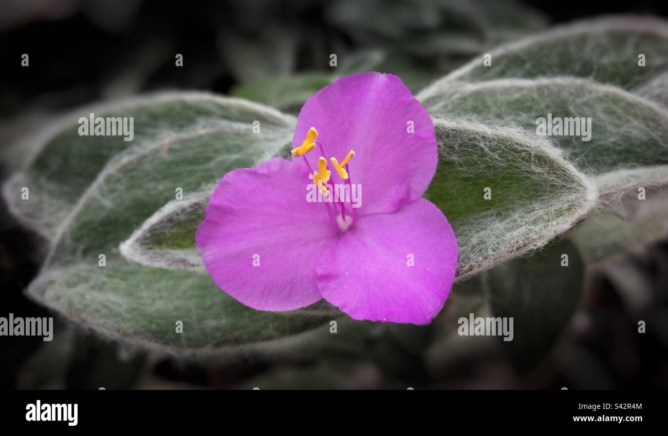 Cobweb Spiderwort (Tradescantia sillamontana) in flower, Catalonia ...