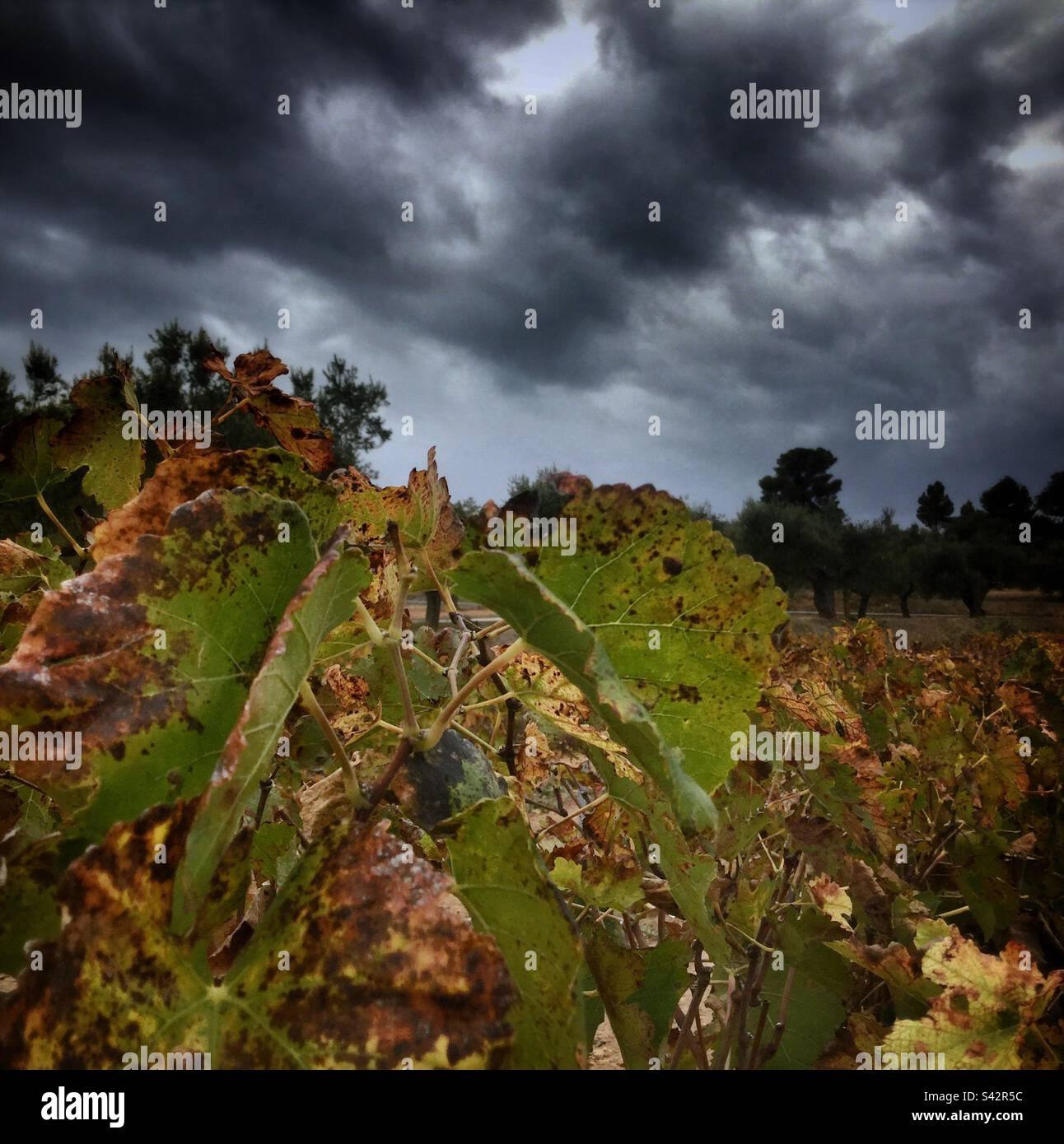 Autumn leaves and storm clouds in the vineyard, Catalonia, Spain Stock ...