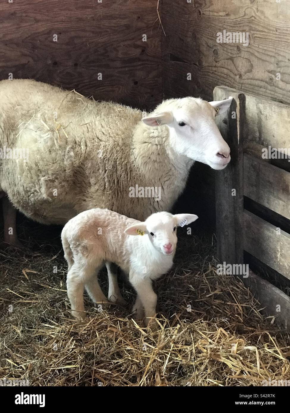 Sheep barn hi-res stock photography and images - Alamy