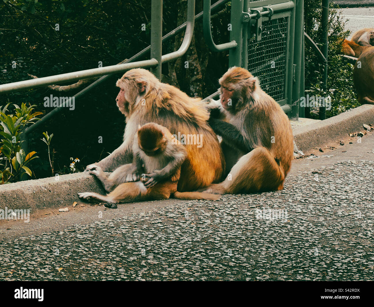 Macaque monkeys hi-res stock photography and images - Alamy
