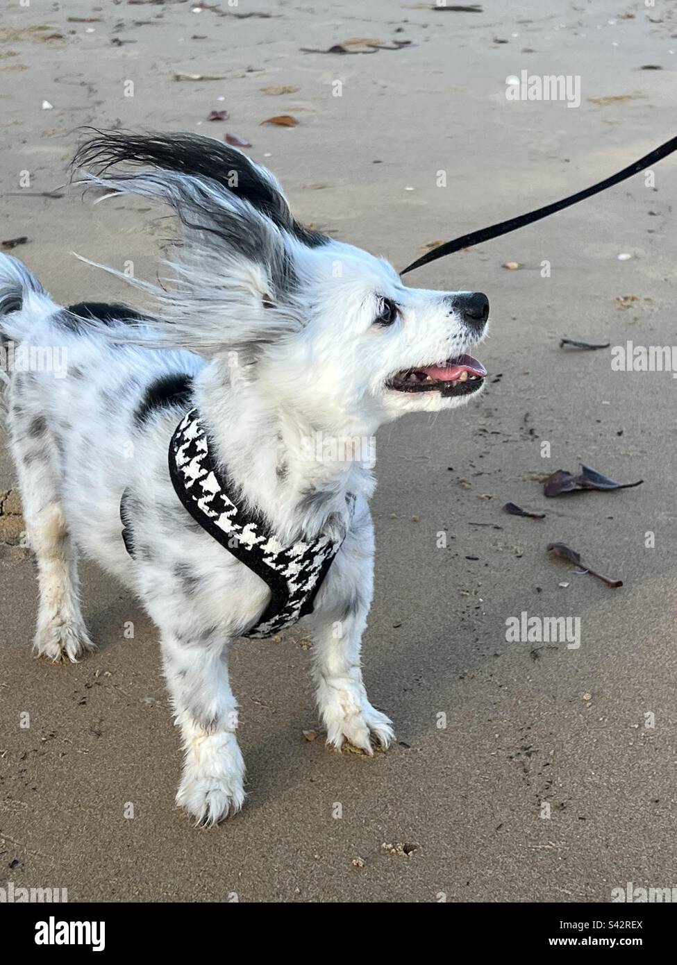 Windswept dog hi-res stock photography and images - Alamy