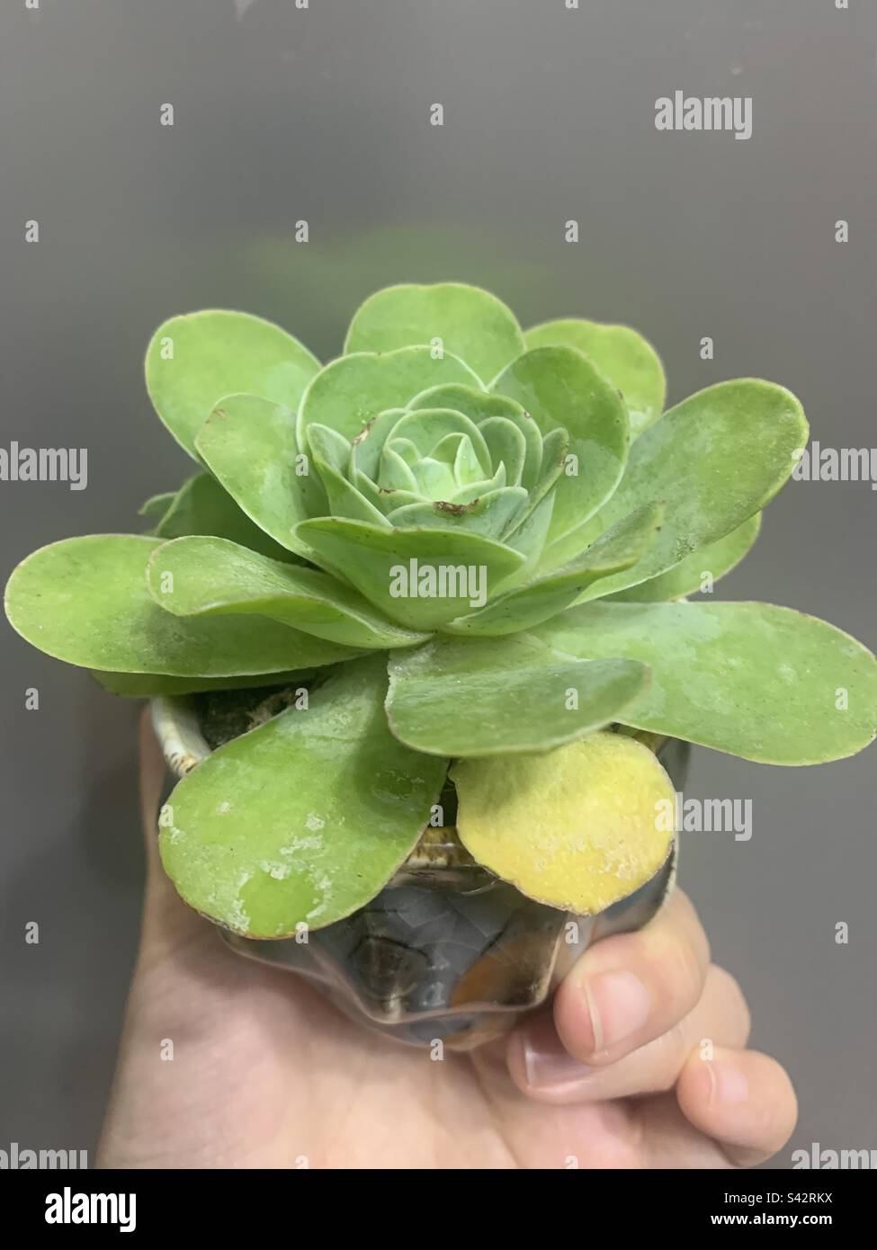 Go plant hi-res stock photography and images - Alamy