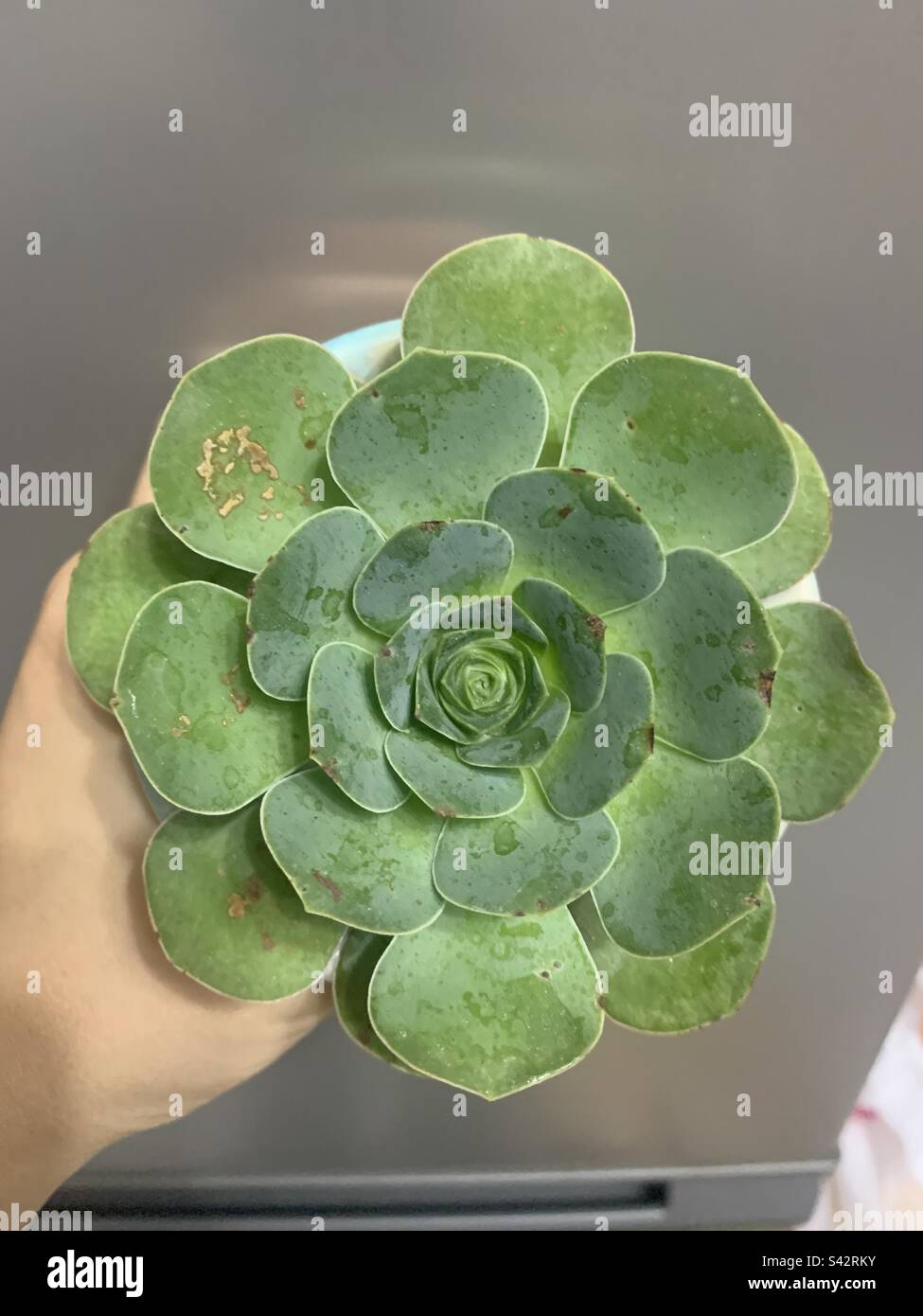 Go plant hi-res stock photography and images - Alamy